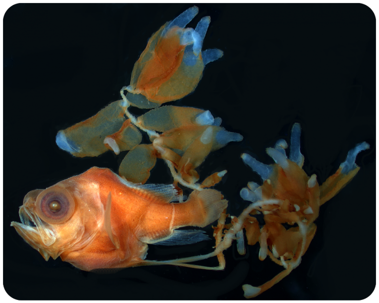 Home_VTH | 44th Annual Larval Fish Conference (Early Life History ...